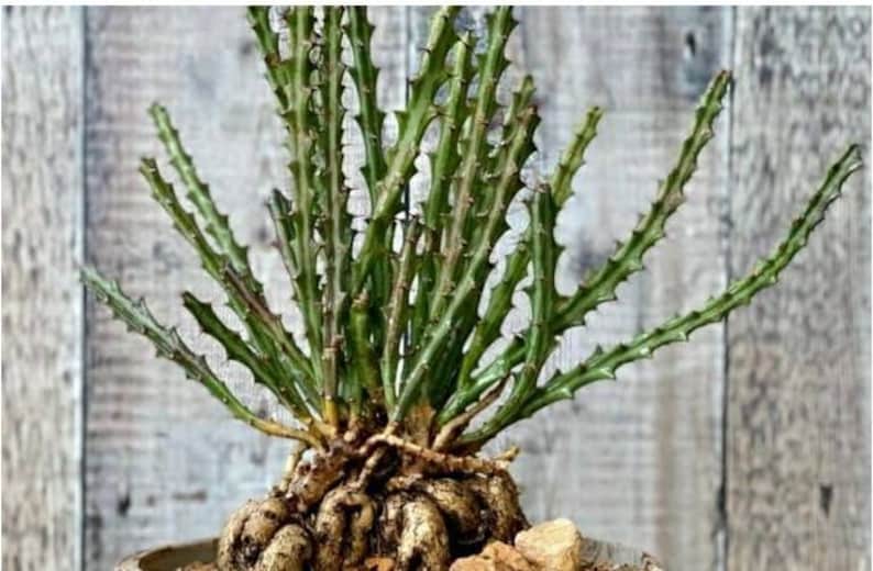 Euphorbia Knuthii Dwarf Spiny Succulent Shrublet. Roots - Etsy
