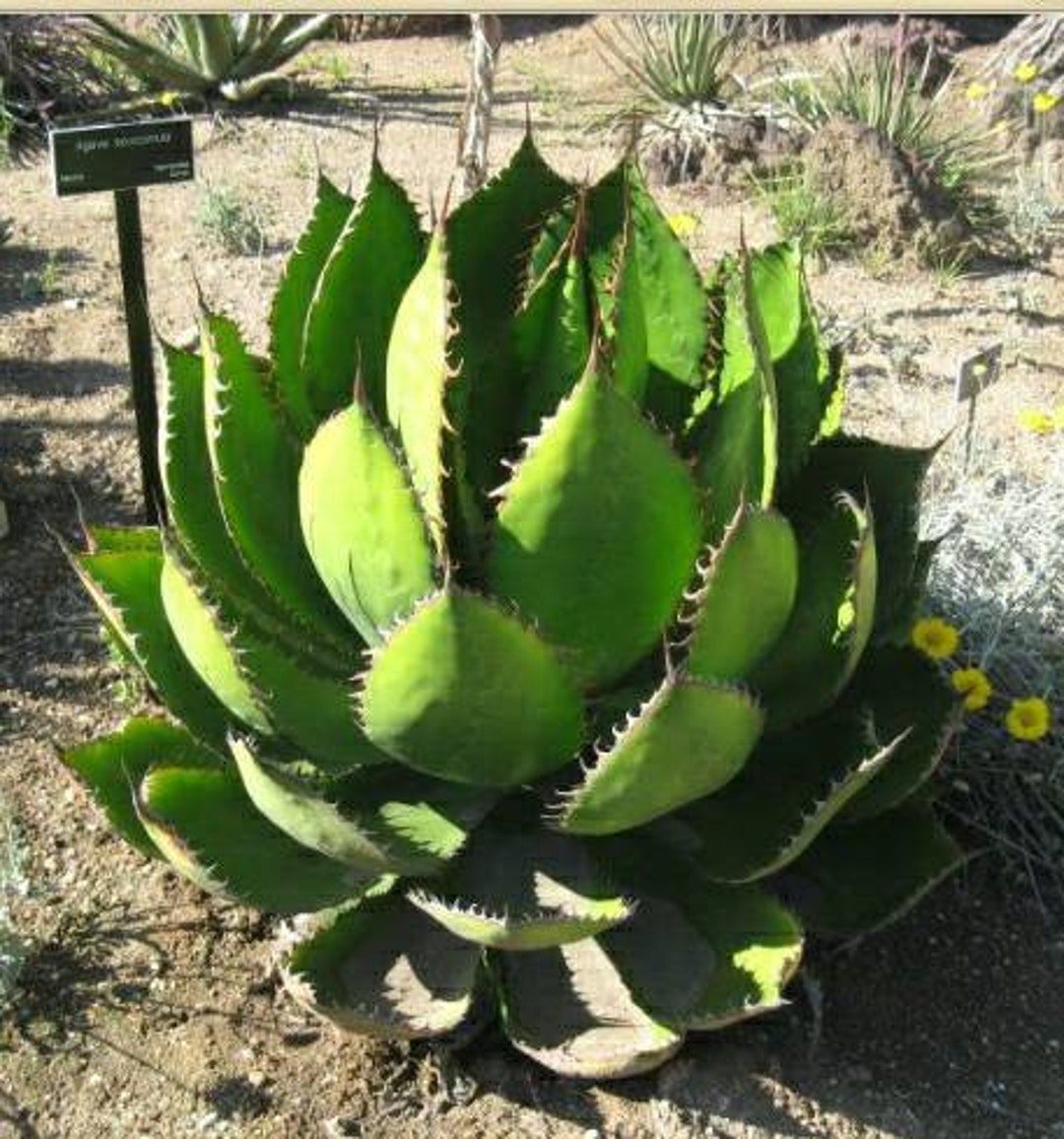 Rare Agave Bovicornuta, Cow Horn Agave, an Ornamental Slow Growing ...