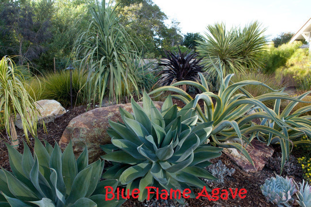 Soft Edged Agave, Blue Flame Agave Elegant, Blue-green Leaves, Water ...