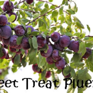Pluerry Sweet Treat and Candy Heart Scion Cutting for Propagation. USDA ...