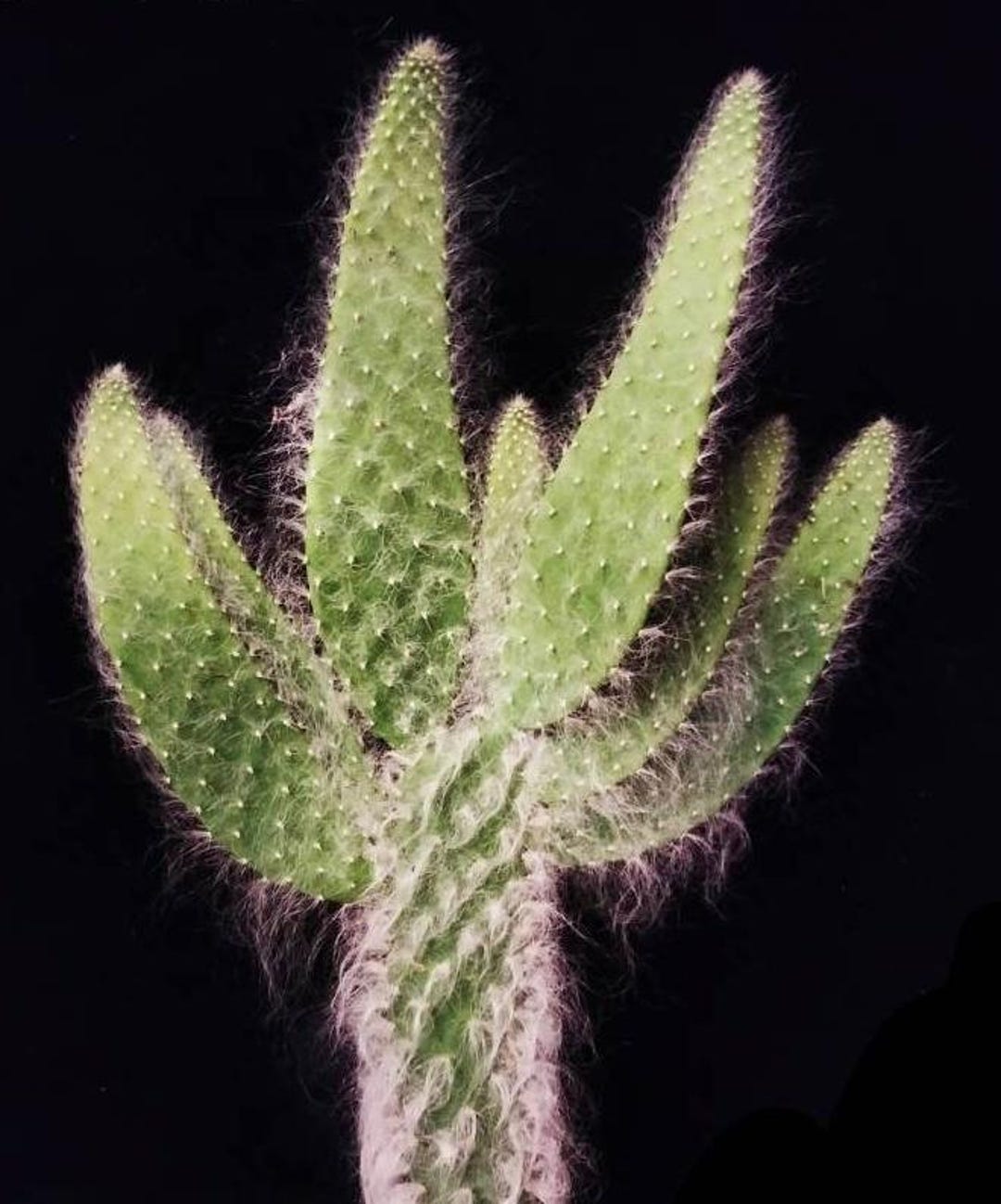 Opuntia Erinacea Ursine Snow Cactus, Hairy Roger, Snow Fuzzy, Soft and ...