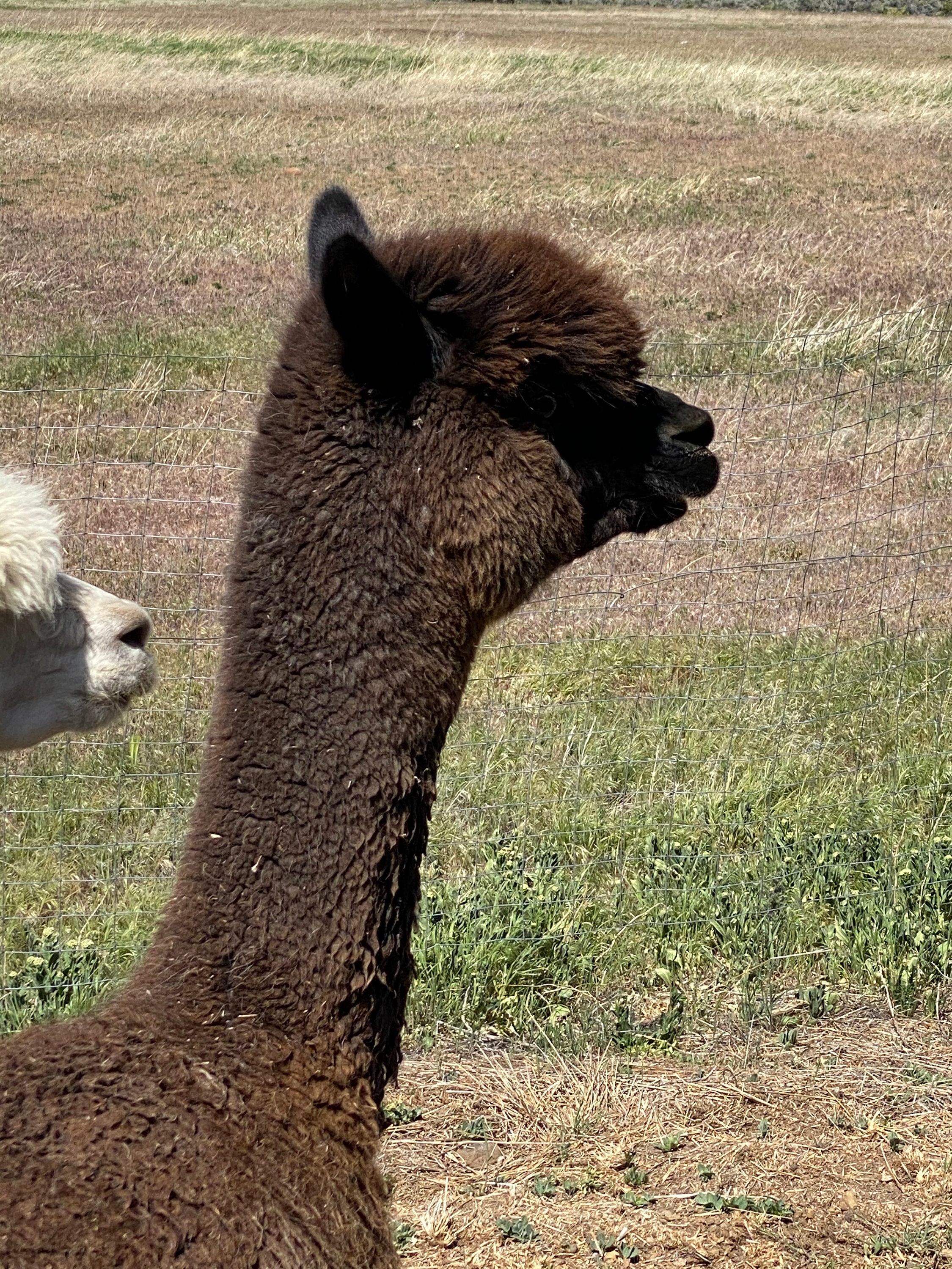 Black 100% Alpaca Fiber Roving Batts per oz Eve Craft Supplies & Tools ...