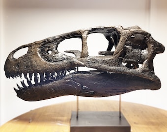 Life Size Museum Quality Carnotaurus Skull Sculpture - Etsy