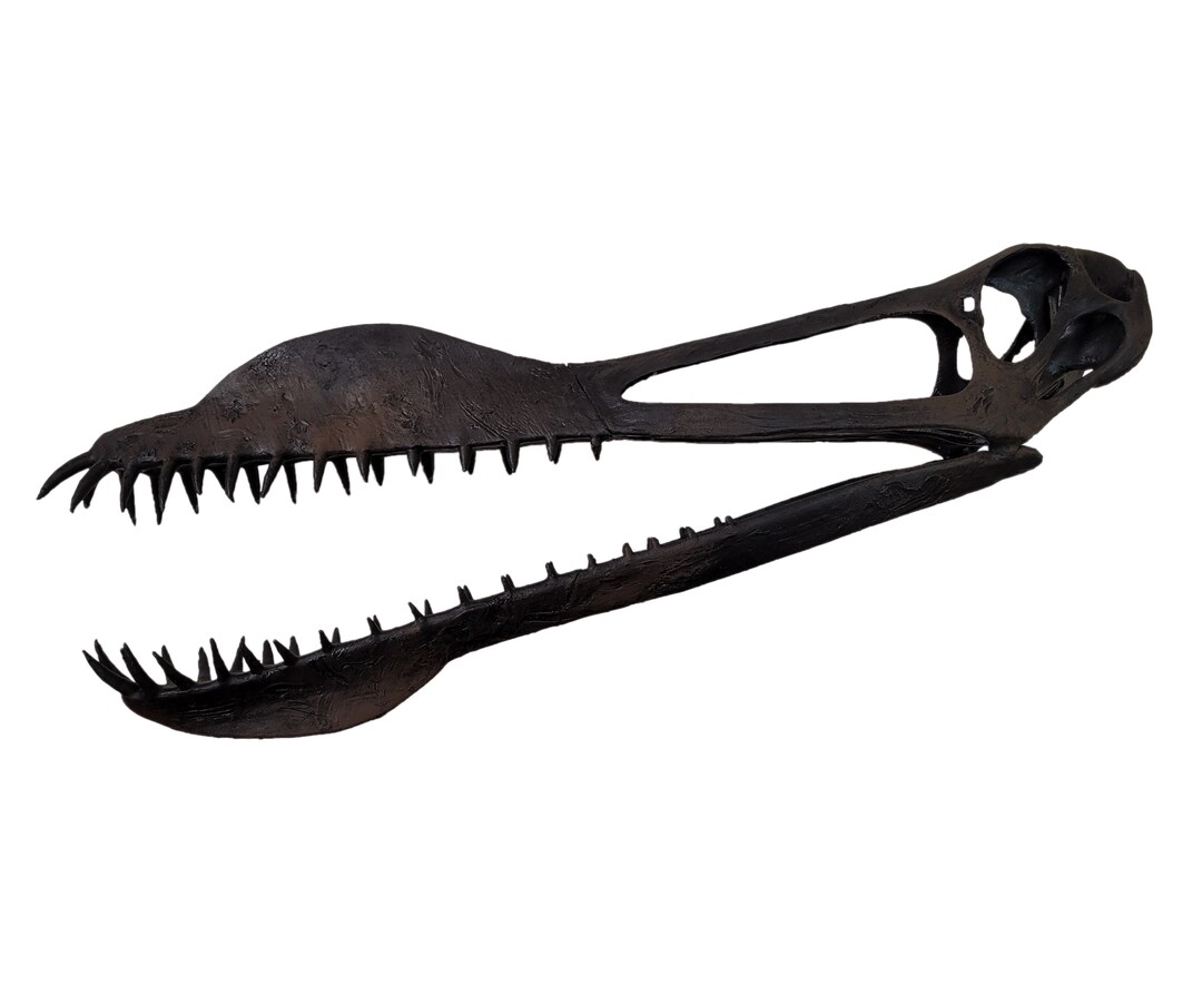 Giant Toothed Pterosaur Skull(coloborhynchus Capito) - Etsy