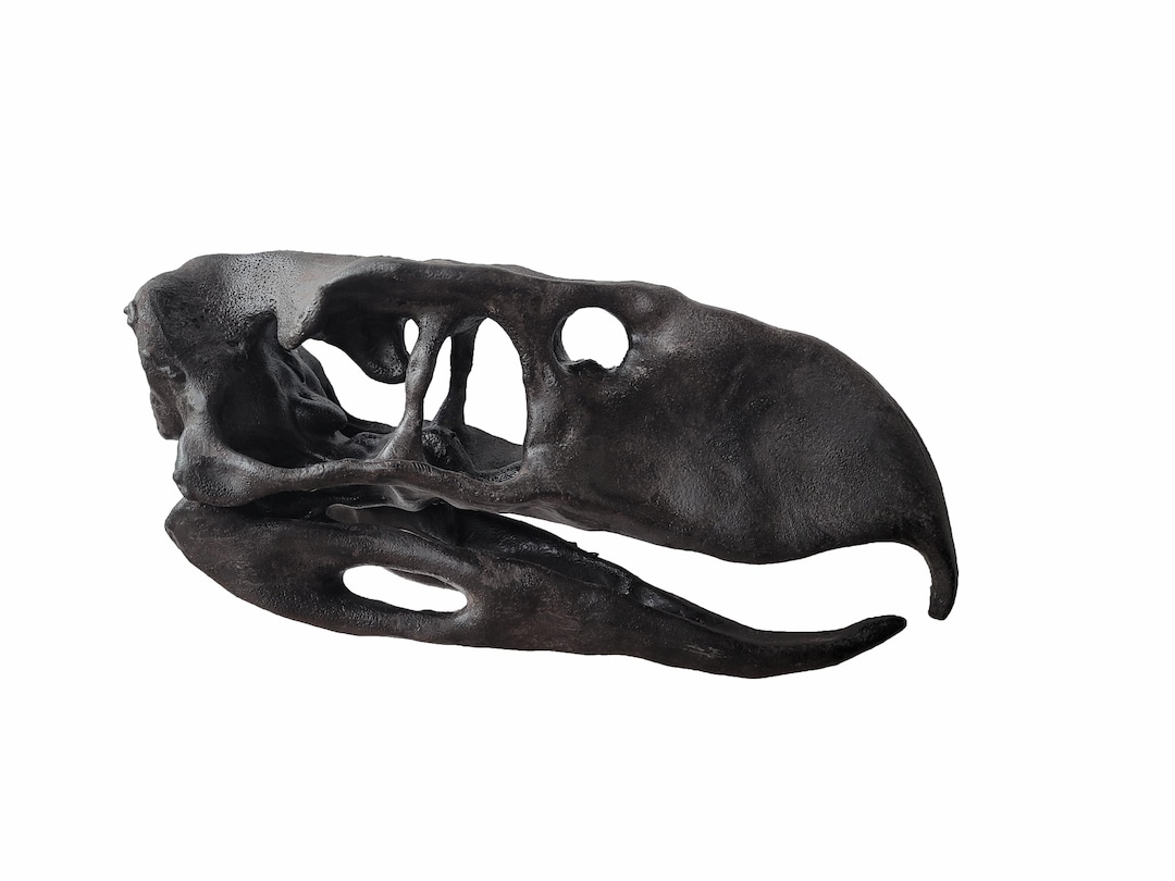 Terror Bird Skull: Museum Quality Life Sized Sculpture - Etsy
