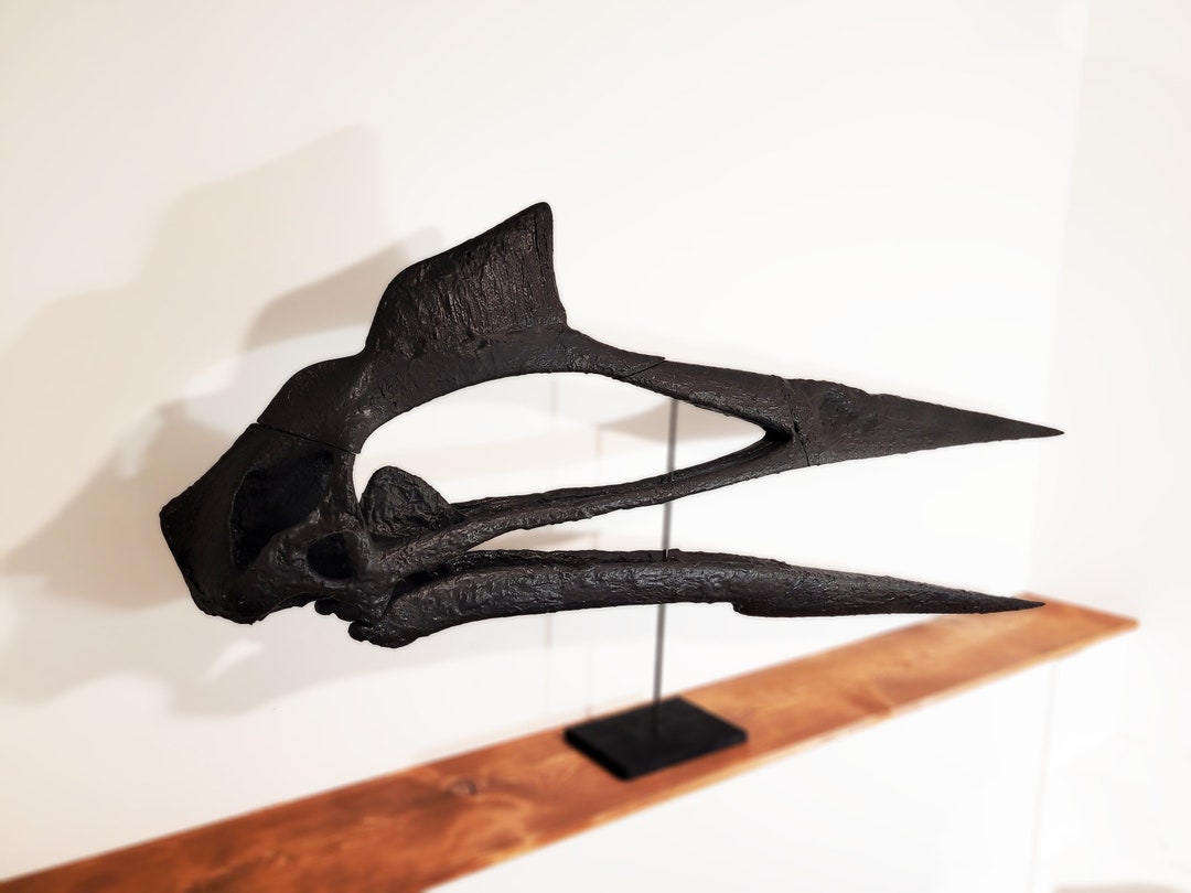 Life Size Museum Quality Quetzalcoatlus Skull 210cm - Etsy Australia