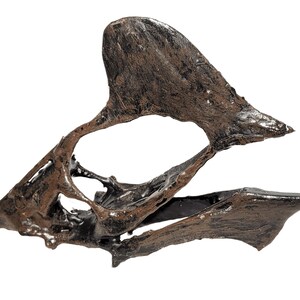 Museum Quality Pterosaur Skull (tapejara Wellnhoferi) - Etsy