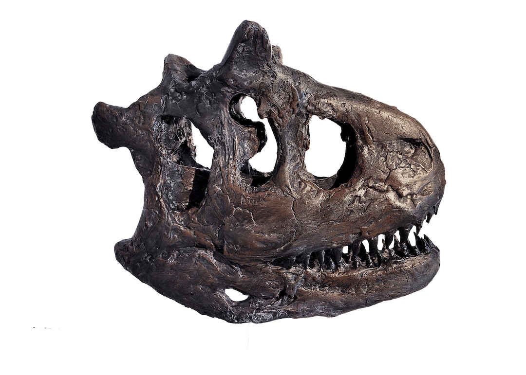 Life Size Museum Quality Carnotaurus Skull Sculpture - Etsy
