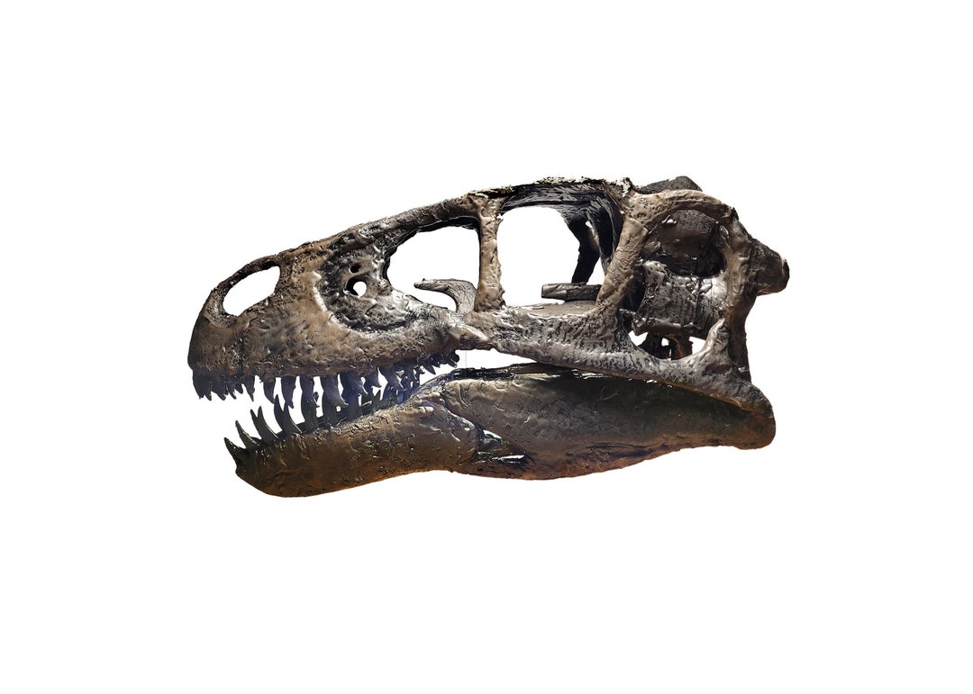 Life Size Utahraptor Skull - Etsy