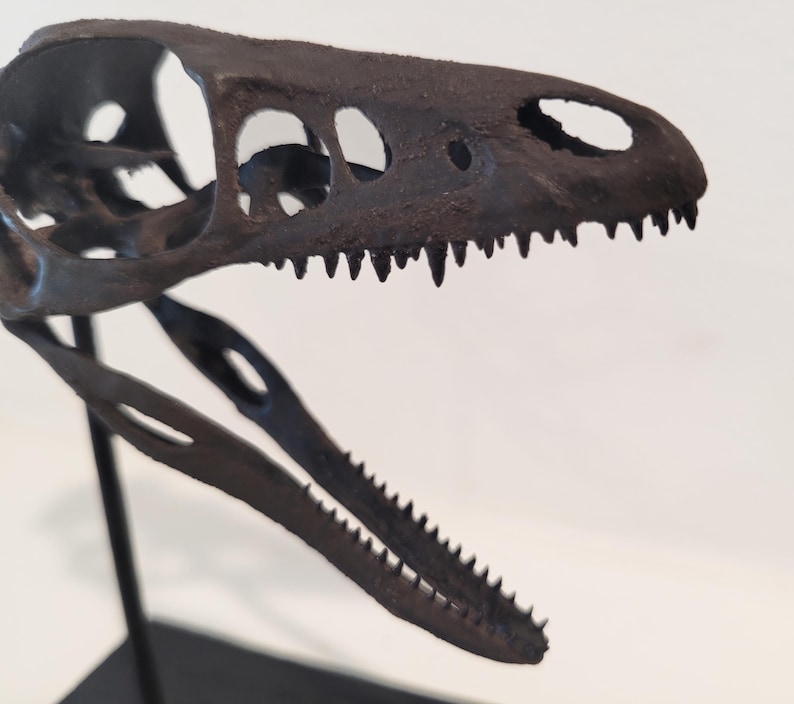 Microraptor Skull Replica - Etsy México