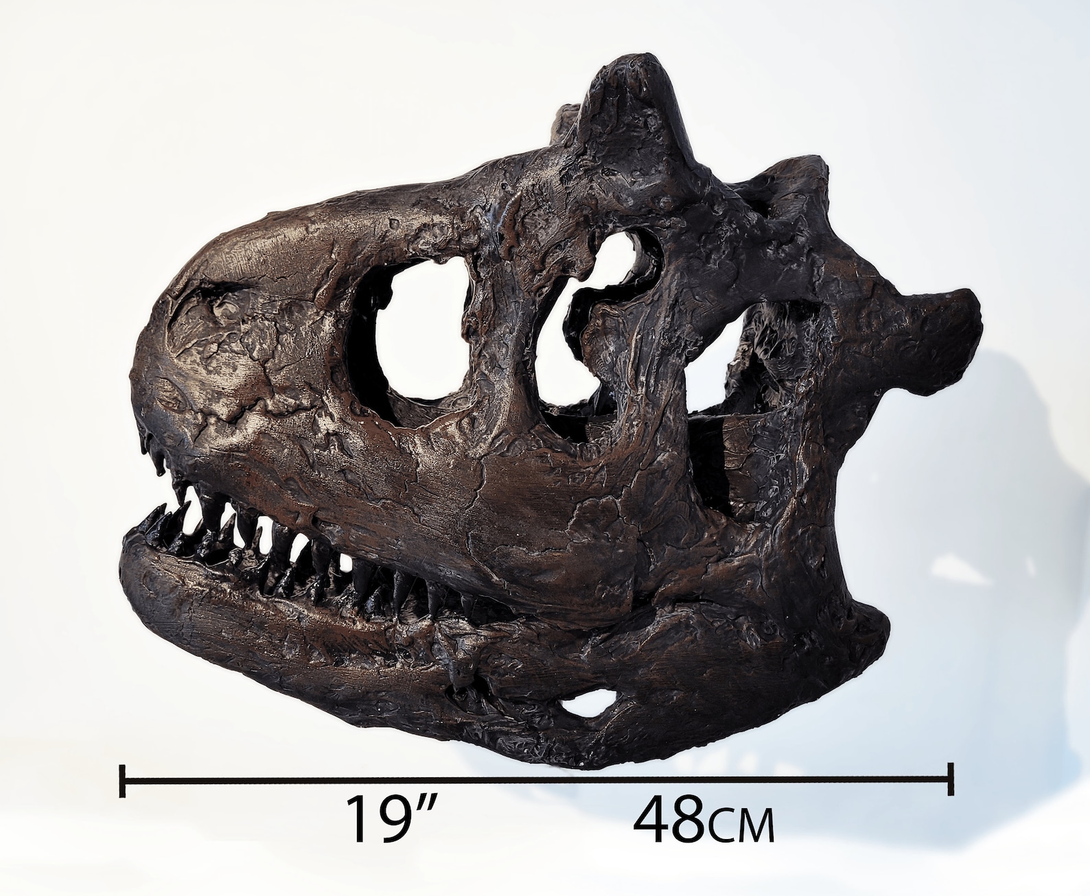 Life Size Museum Quality Carnotaurus Skull Sculpture - Etsy