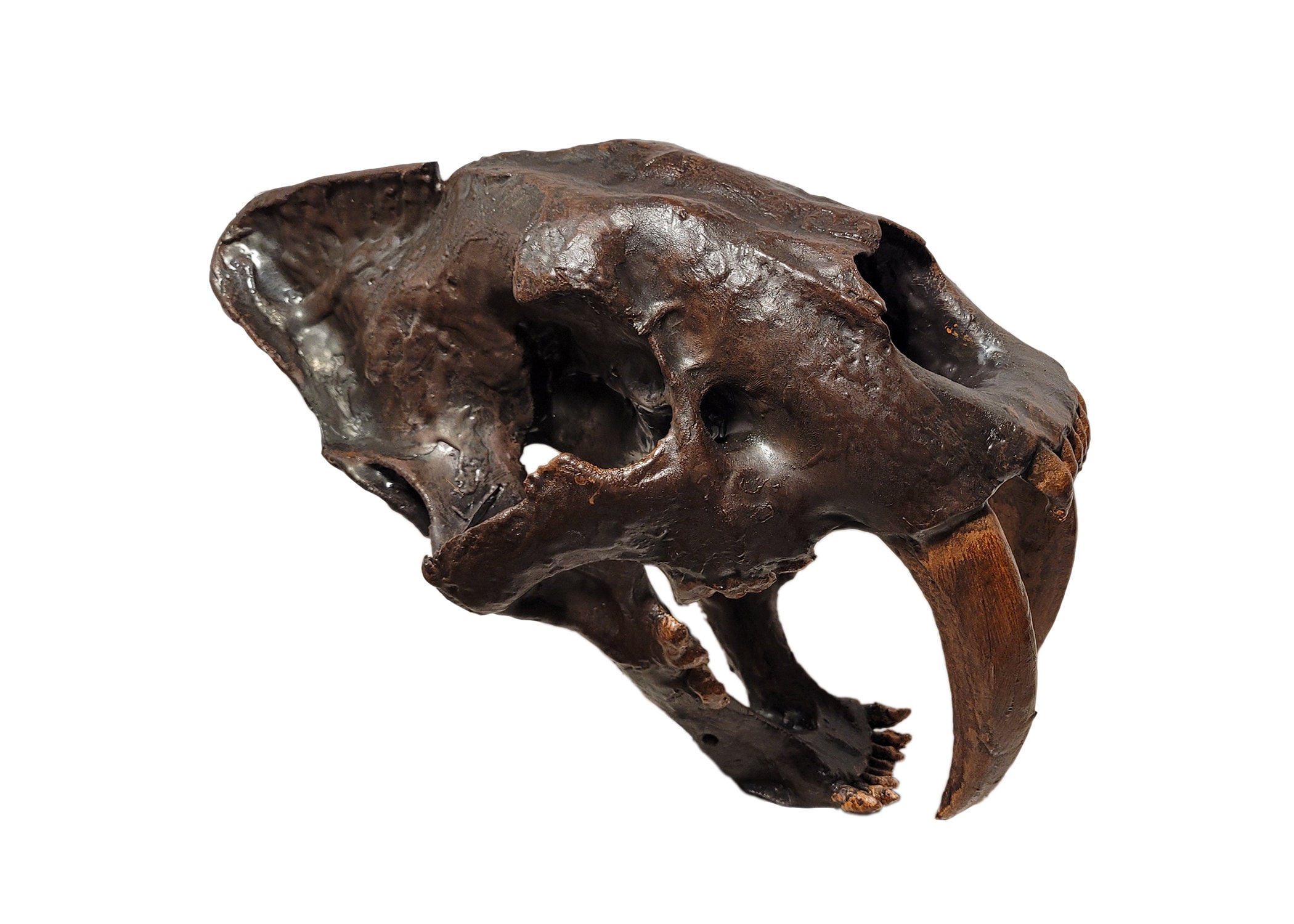 Saber Tooth Tiger Skull Side View