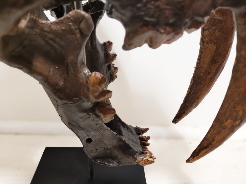 Sabertooth Tiger Skull Sculpture - Etsy