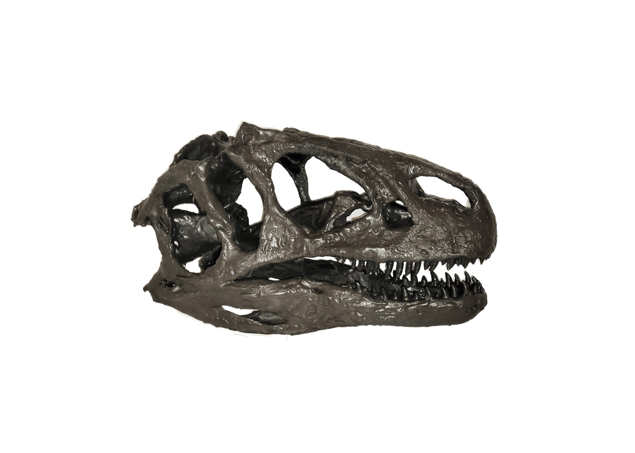 Allosaurus Skull Front