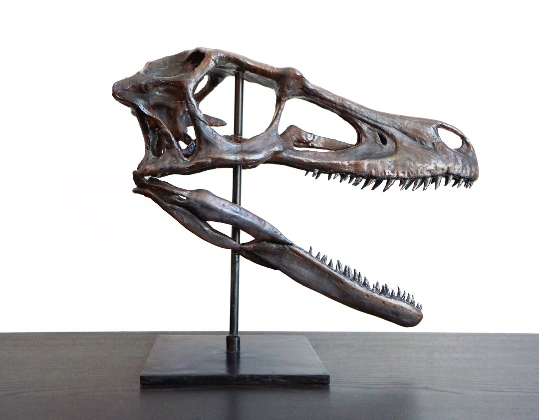 1:1 Museum Quality Velociraptor Skull Sculpture - Etsy