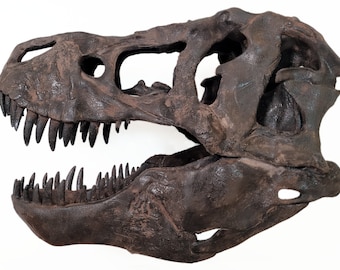 Tyrannosaurus Rex Skull 1:5 Scale Museum Quality Fine Art Limited ...