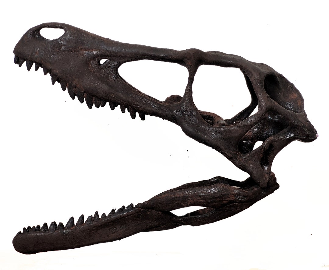 1:1 Museum Quality Velociraptor Skull Sculpture - Etsy