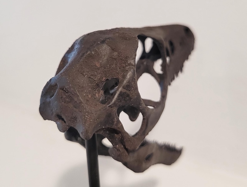 Microraptor Skull Replica - Etsy