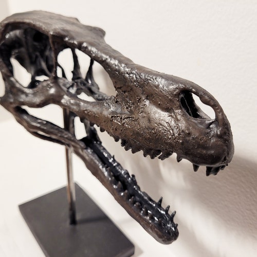 Museum Quality Pterosaur Skull tapejara Wellnhoferi - Etsy