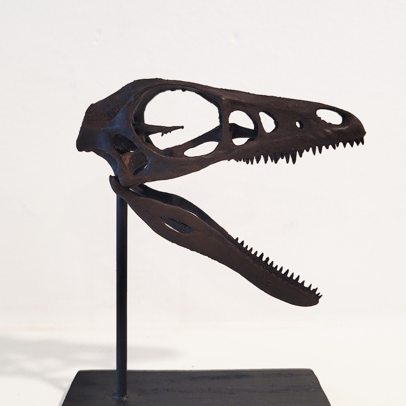 Raptor Replica Skull - Etsy UK