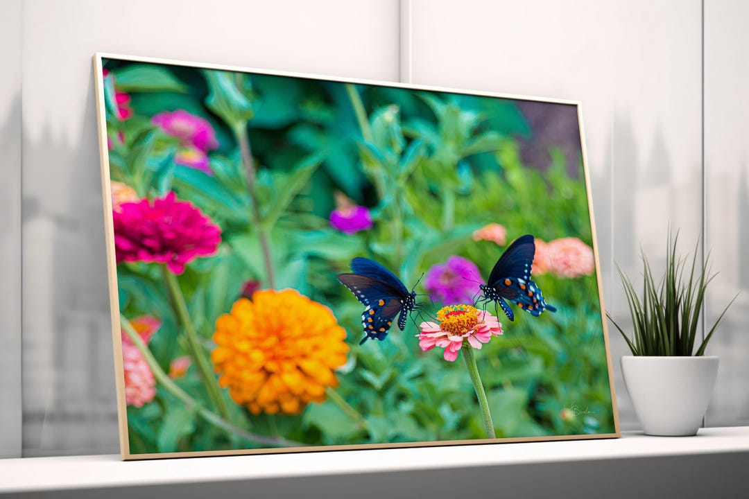Butterfly Photo - Landscape Photography, Tropical Wall Art, Artist ...