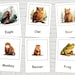 30 Forest Animals Flashcards, Forest Animals Vocabulary, Printable ...
