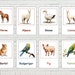 32 Domestic Animals Flashcards, Farm Animals Flashcards, Animals ...