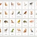 32 Domestic Animals Flashcards, Farm Animals Flashcards, Animals ...