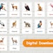 40 Safari Animals Flashcards, Printable Animal Flashcards, Animals ...