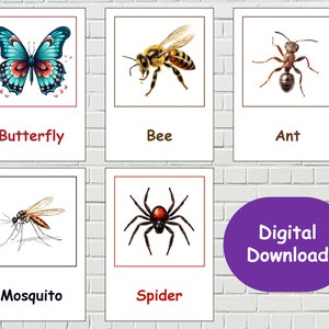 28 Insects Flashcards, Insect Vocabulary, Bug Learning PDF, Detailed ...