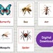 28 Insects Flashcards, Insect Vocabulary, Bug Learning PDF, Detailed ...
