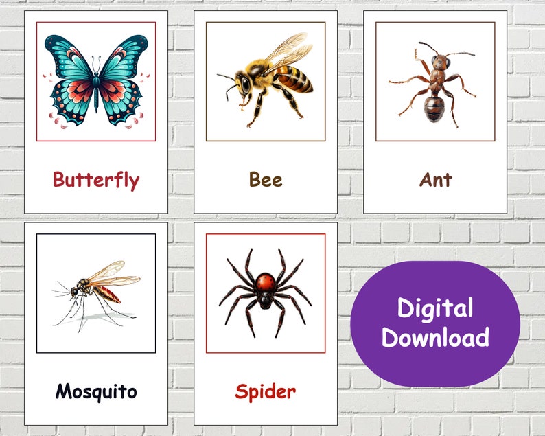 28 Insects Flashcards, Insect Vocabulary, Bug Learning PDF, Detailed ...