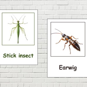 28 Insects Flashcards, Insect Vocabulary, Bug Learning PDF, Detailed ...