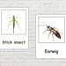 28 Insects Flashcards, Insect Vocabulary, Bug Learning PDF, Detailed ...
