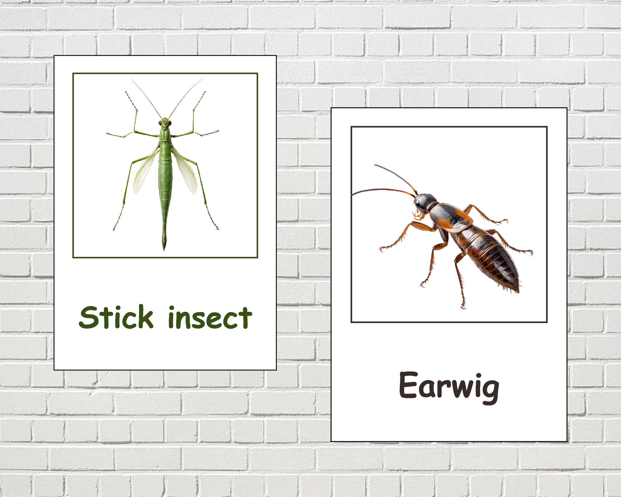 28 Insects Flashcards, Insect Vocabulary, Bug Learning PDF, Detailed ...