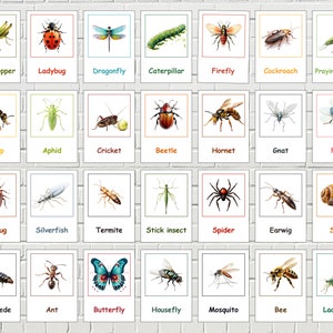 28 Insects Flashcards, Insect Vocabulary, Bug Learning PDF, Detailed ...
