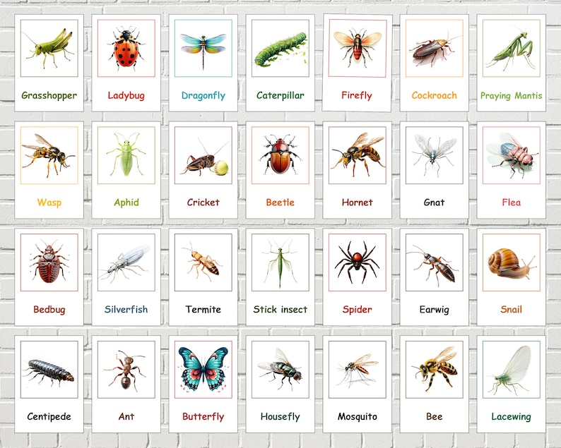 28 Insects Flashcards, Insect Vocabulary, Bug Learning PDF, Detailed ...