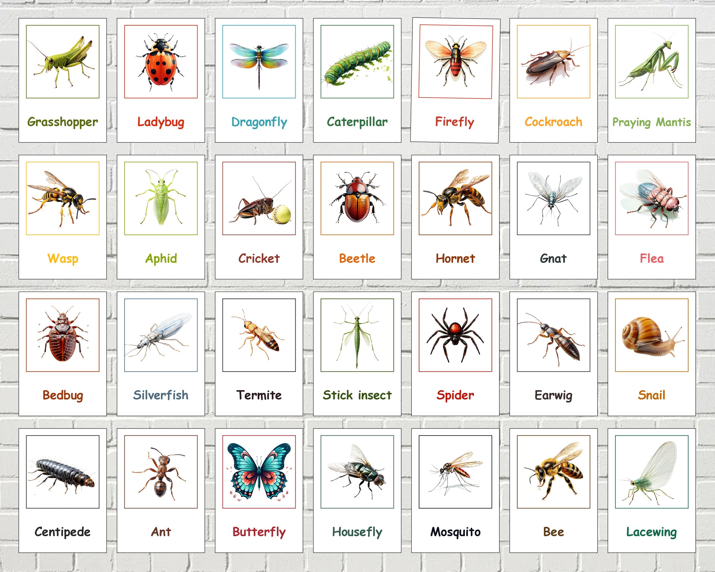 28 Insects Flashcards, Insect Vocabulary, Bug Learning PDF, Detailed ...