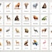 40 Safari Animals Flashcards, Printable Animal Flashcards, Animals ...