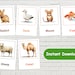 32 Domestic Animals Flashcards Farm Animals Flashcards - Etsy