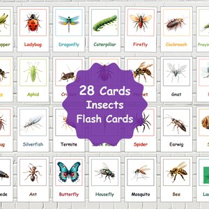 28 Insects Flashcards, Insect Vocabulary, Bug Learning PDF, Detailed ...