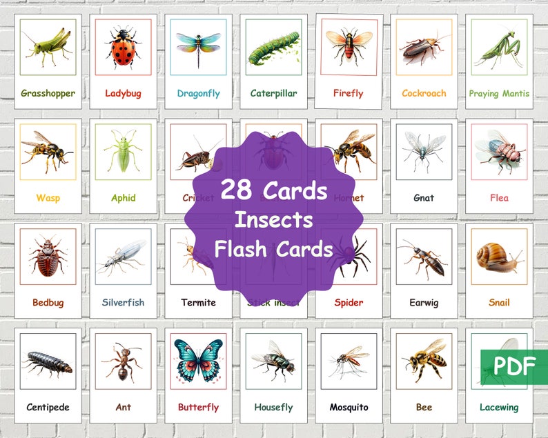 28 Insects Flashcards, Insect Vocabulary, Bug Learning PDF, Detailed ...