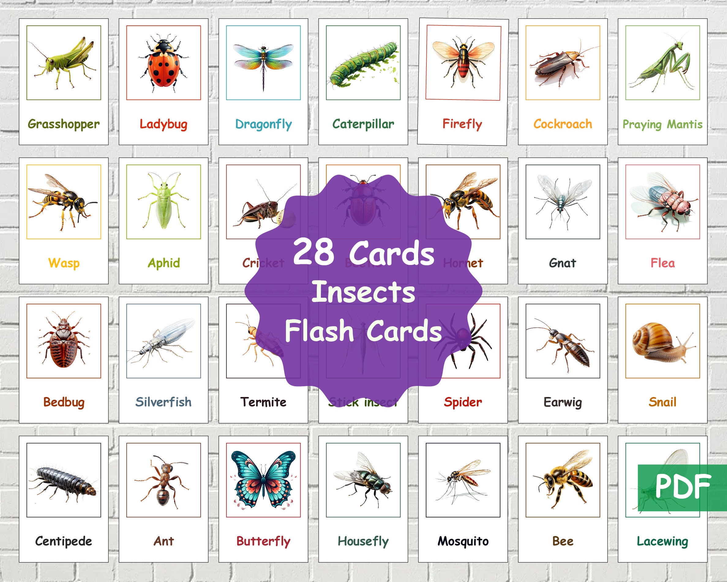 28 Insects Flashcards, Insect Vocabulary, Bug Learning PDF, Detailed Bug Cards, Educational ...