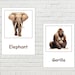 40 Safari Animals Flashcards, Printable Animal Flashcards, Animals ...