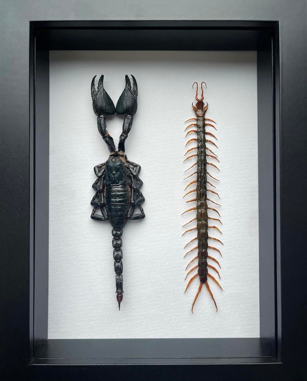 Asian Forest Scorpion and African Giant Centipede Entomology Artwork in ...
