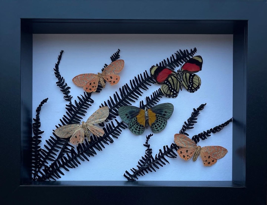 Tiger Moths and Callicore Butterflies Entomology Artwork in a Shadow ...