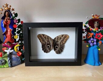 Entomology Display Box - Etsy