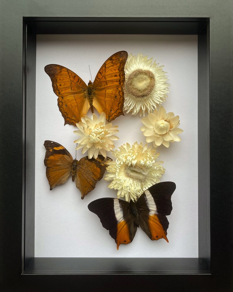 Butterfly Assortment With Dried Flowers Entomology Artwork in a Shadow ...