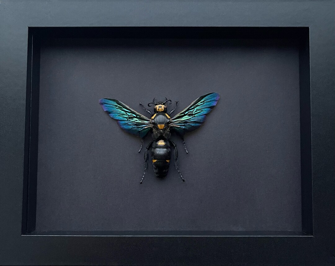 Giant Scoliid Wasp Entomology Display in Shadow Box Frame - Etsy