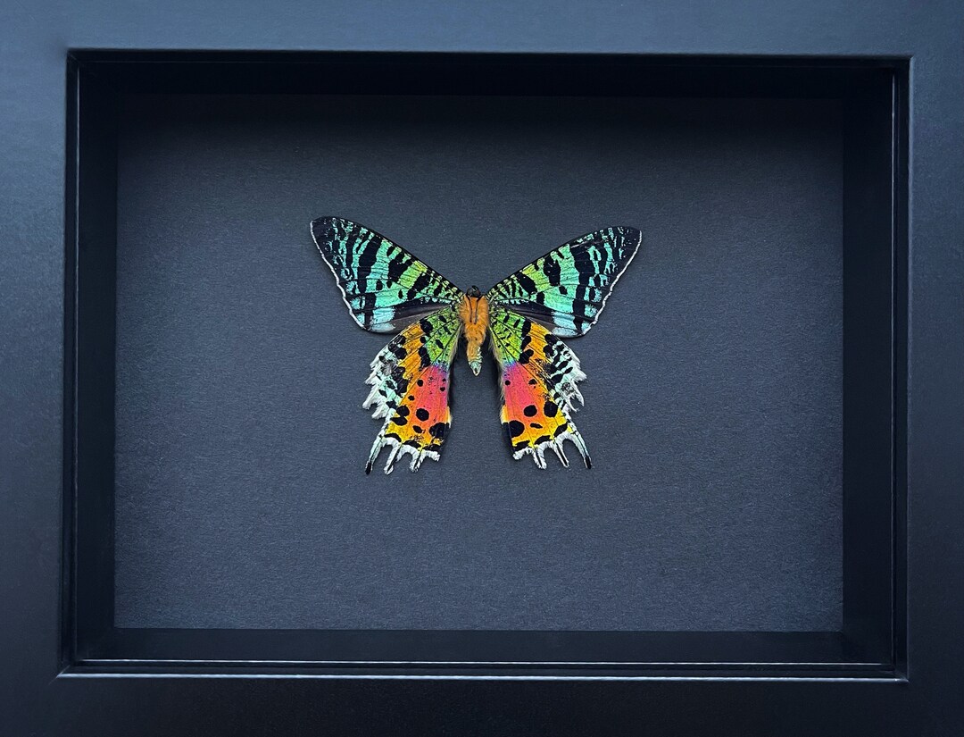 Madagascan Sunset Moth Entomology Display in a Shadow Box Frame on ...